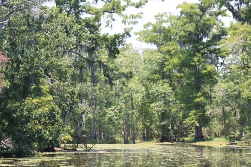 Swamp Tours | Cajun Pride Swamp Tours